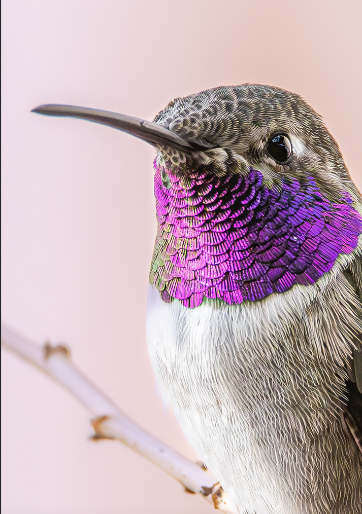 Northern Hummingbird | FineArt Latinoamerica