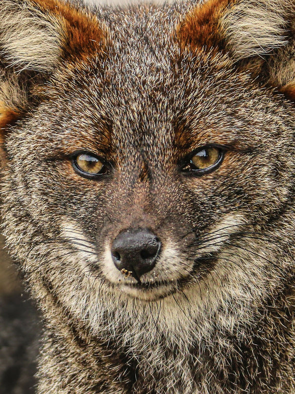 Chilote Fox | FineArt Latinoamerica